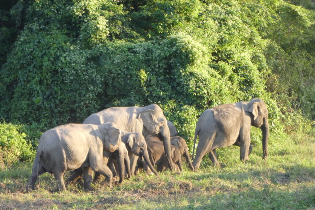 Facilitating human-elephant coexistence in Asia - GlobalGiving