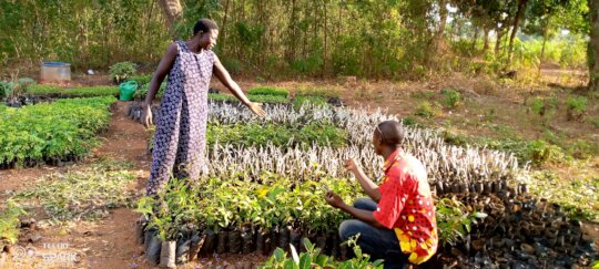 HELP 800 FARMERS PLANT 50000 FRUIT TREES IN UGANDA - GlobalGiving