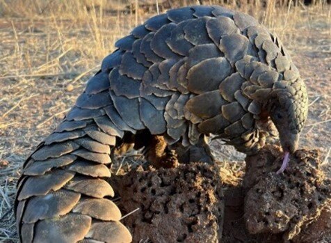 Reports on Protecting pangolins in Southern Africa - GlobalGiving