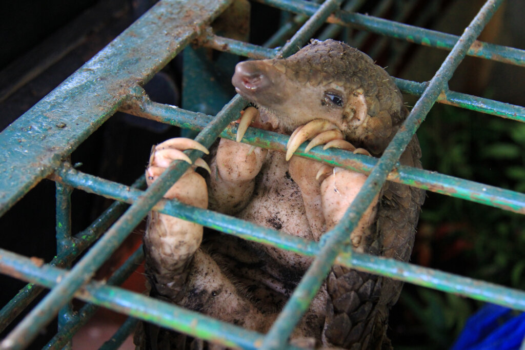Protecting pangolins in Southern Africa - GlobalGiving