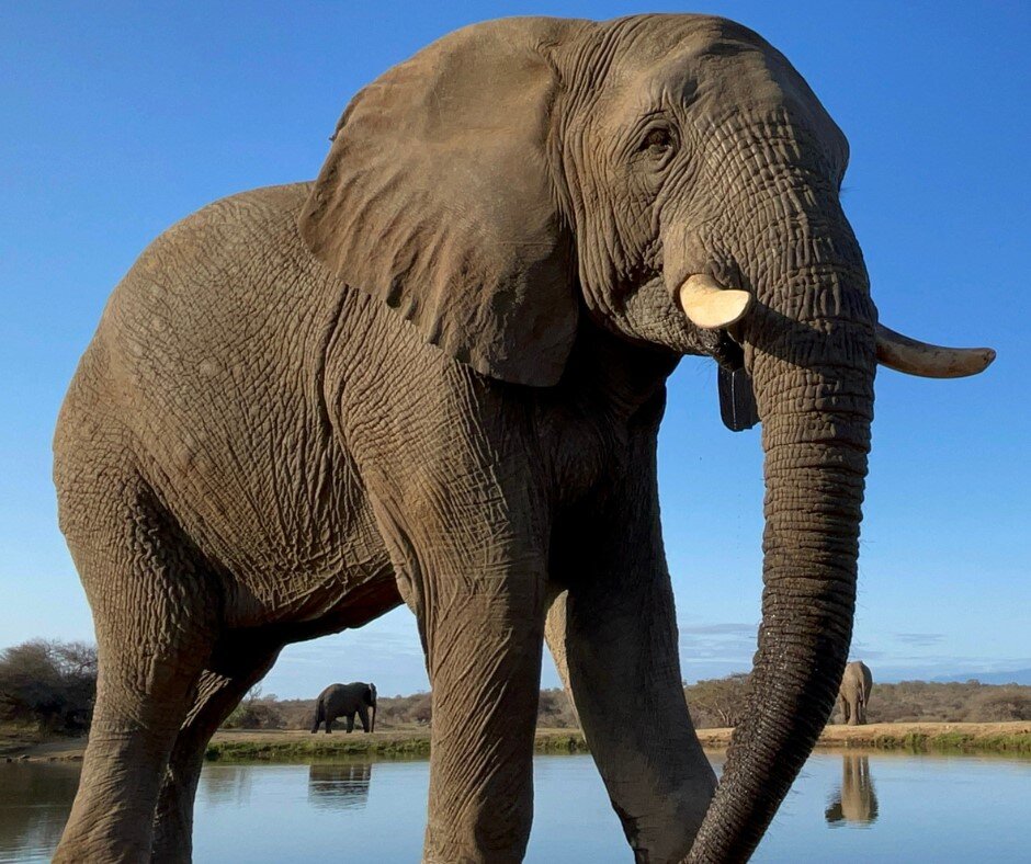 Help an Elephant, Help a Herd - GlobalGiving