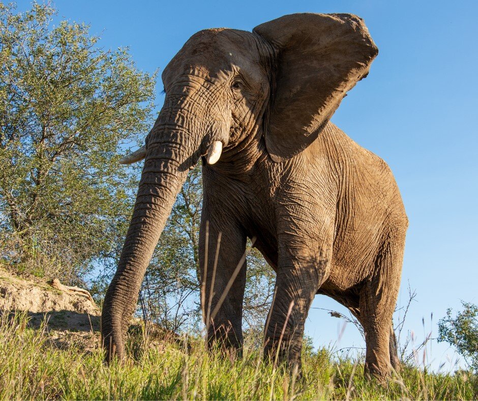 Help an Elephant, Help a Herd - GlobalGiving