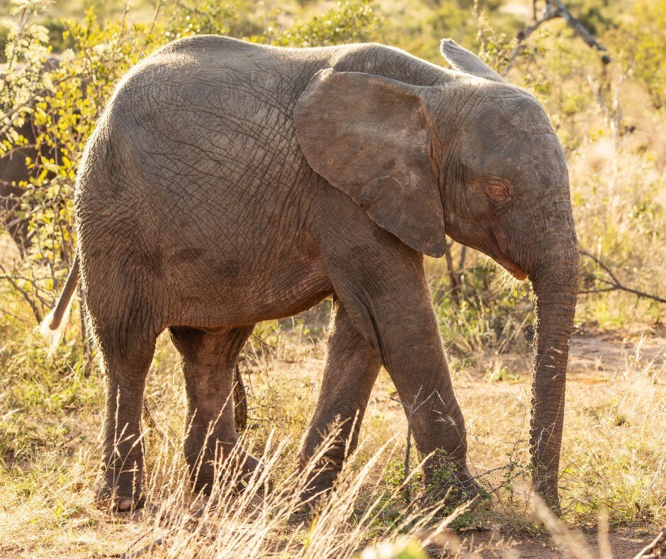 Help an Elephant, Help a Herd - GlobalGiving