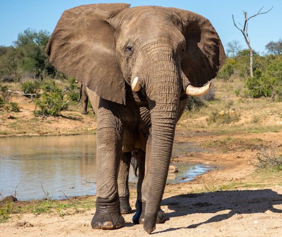 Help an Elephant, Help a Herd - GlobalGiving
