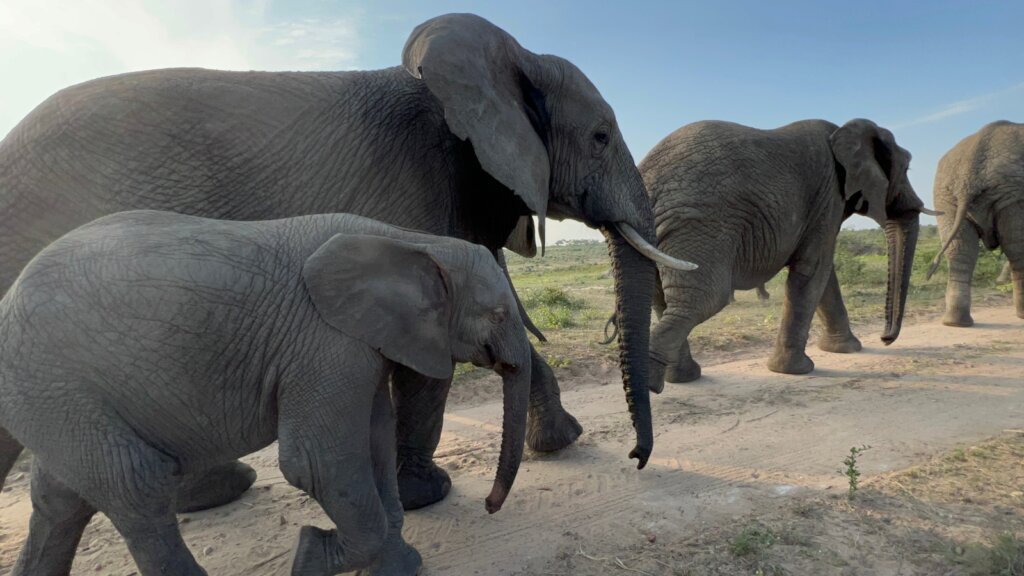 Help an Elephant, Help a Herd - GlobalGiving