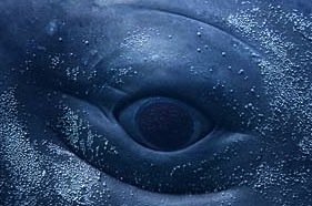 Reports on Gulf Marine Mammal Research & Rescue Mission - GlobalGiving