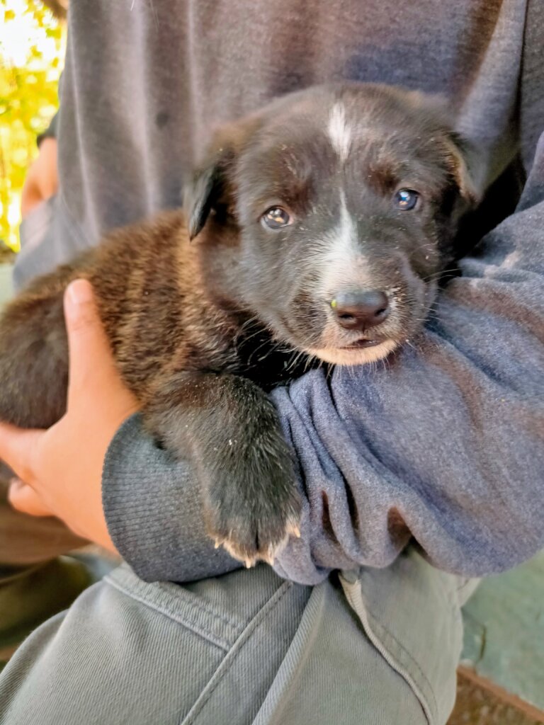 Was I born to suffer?" Prevent Unwanted Litters. - GlobalGiving