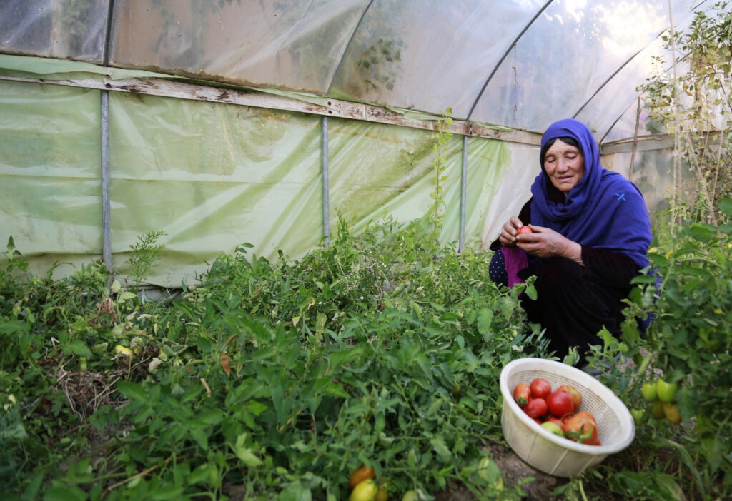 Provide relief to women in Afghanistan - GlobalGiving