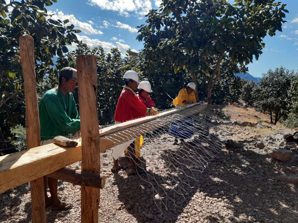 Forest restoration in northern Mexico - GlobalGiving