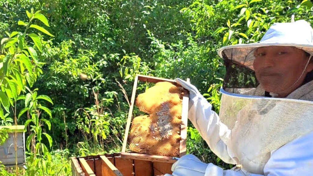 Bee Sanctuary in Colombia - GlobalGiving