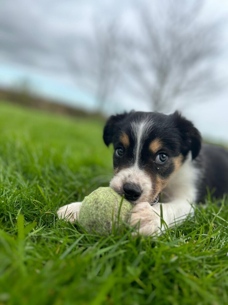 Dog Food for our 110+ Collie Dogs (Wales, UK) - GlobalGiving