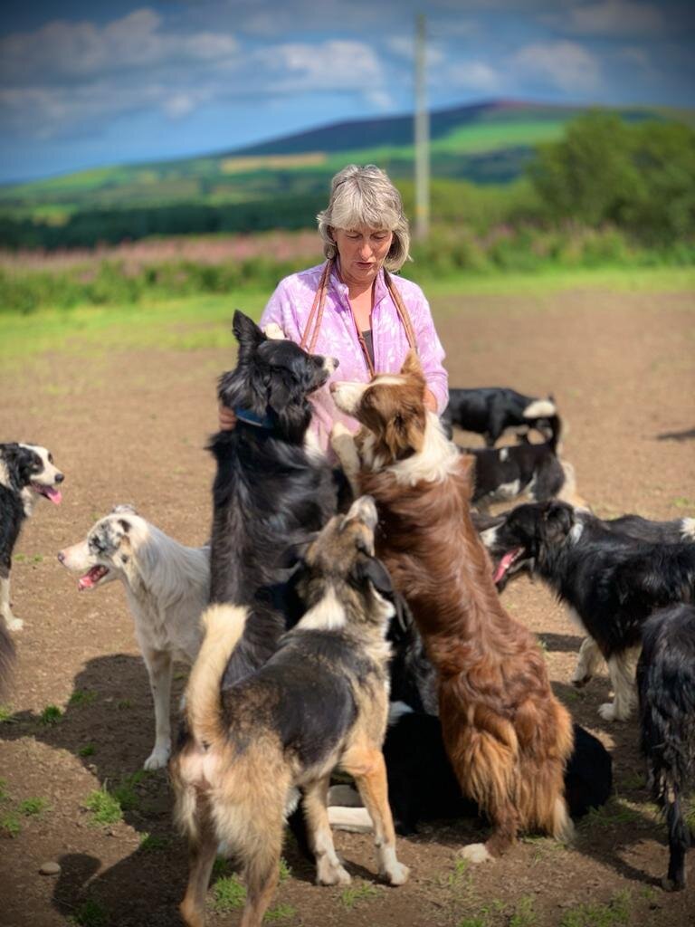 Dog Food for our 110+ Collie Dogs (Wales, UK) - GlobalGiving