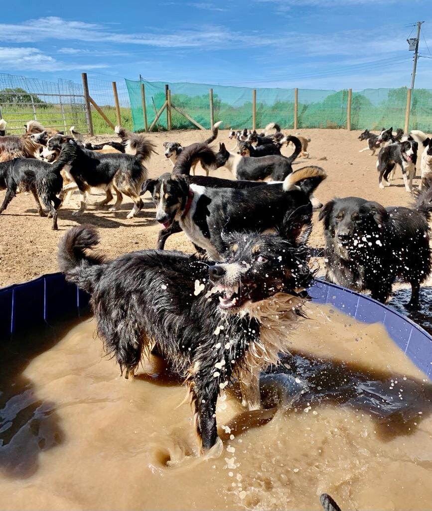 Dog Food for our 110+ Collie Dogs (Wales, UK) - GlobalGiving