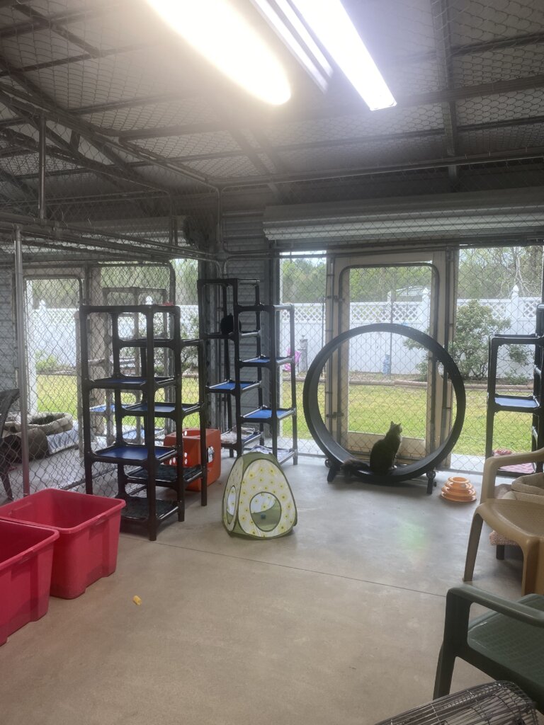 Help Blind Cats See a Future! - GlobalGiving