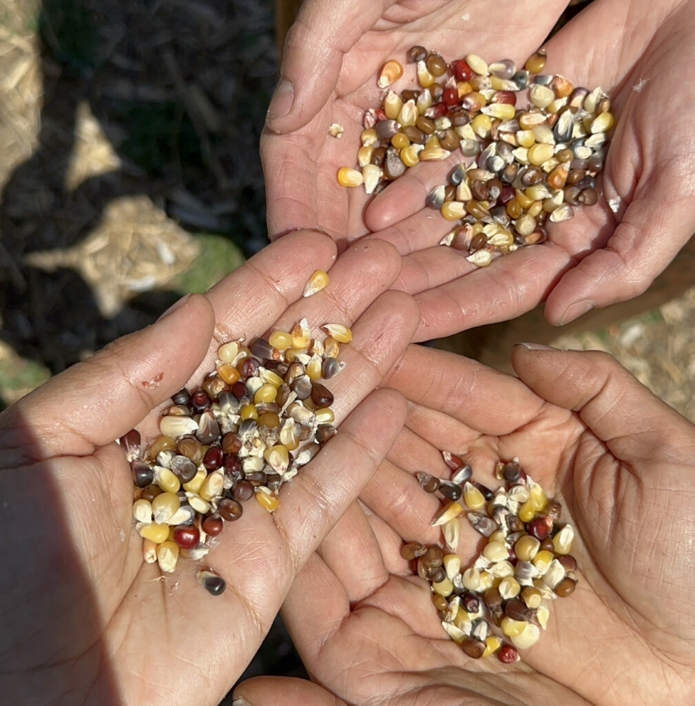 Feeding Community Facing Food Insecurity - GlobalGiving