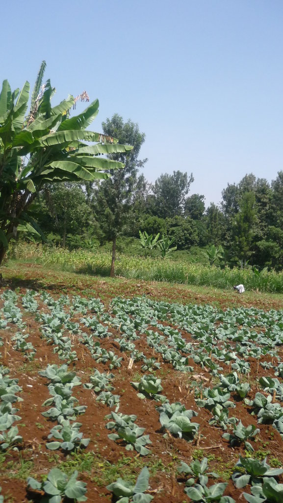 Improve livelihood for rural farmers in Uganda - GlobalGiving