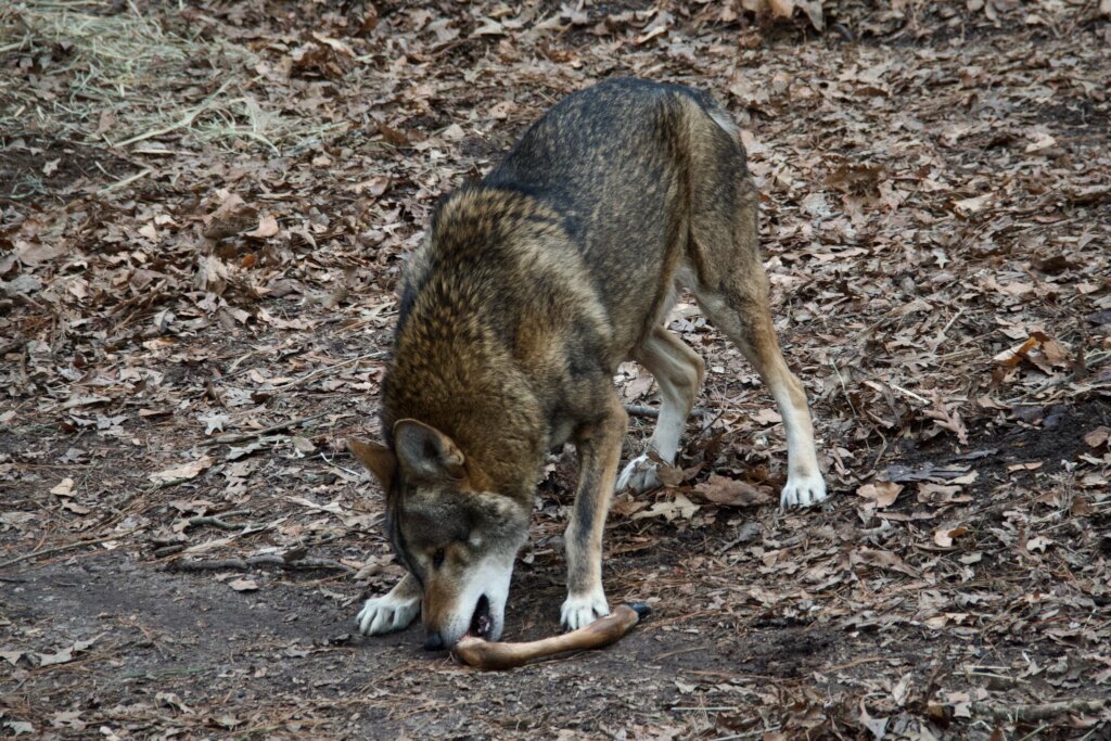 Reports on Care for Wildlife at the Virginia Living Museum - GlobalGiving