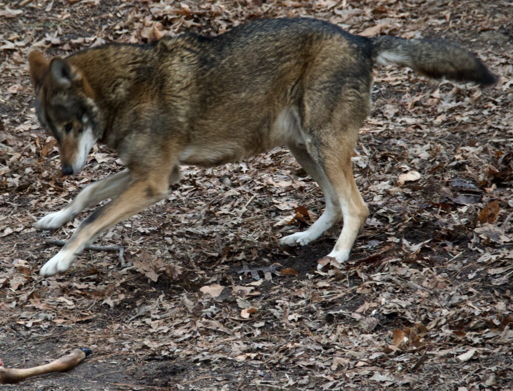 Reports on Care for Wildlife at the Virginia Living Museum - GlobalGiving