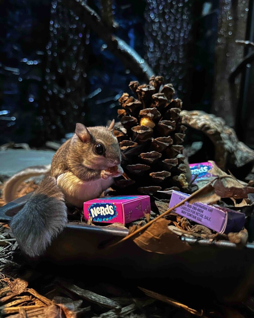 Reports on Care for Wildlife at the Virginia Living Museum - GlobalGiving