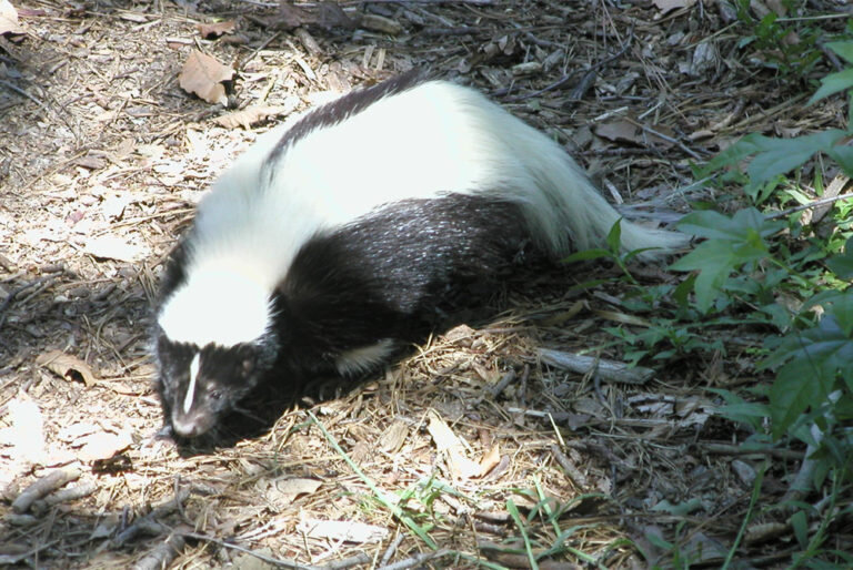 Care for Wildlife at the Virginia Living Museum - GlobalGiving