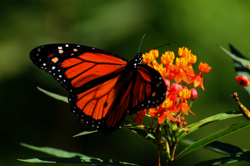 How to Share Pollinator Protectors - GlobalGiving