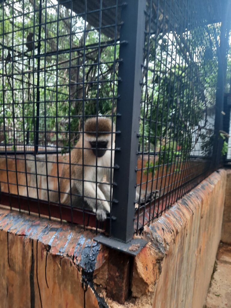 Help Maintain Our Monkey Enclosures - GlobalGiving
