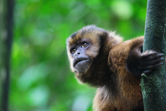 A new Capuchin "Heaven" / Un nuevo "Cielo" en JC - GlobalGiving