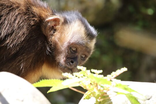 A new Capuchin "Heaven" / Un nuevo "Cielo" en JC - GlobalGiving