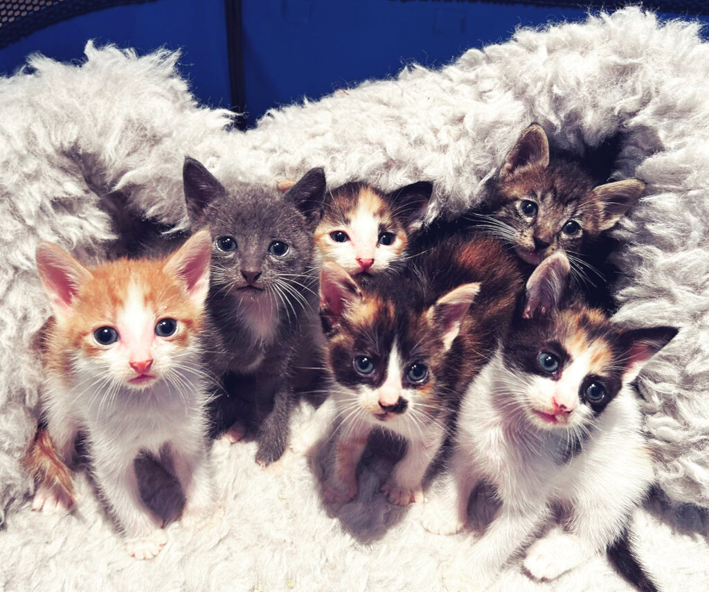 Operation Potcake 2024 - GlobalGiving