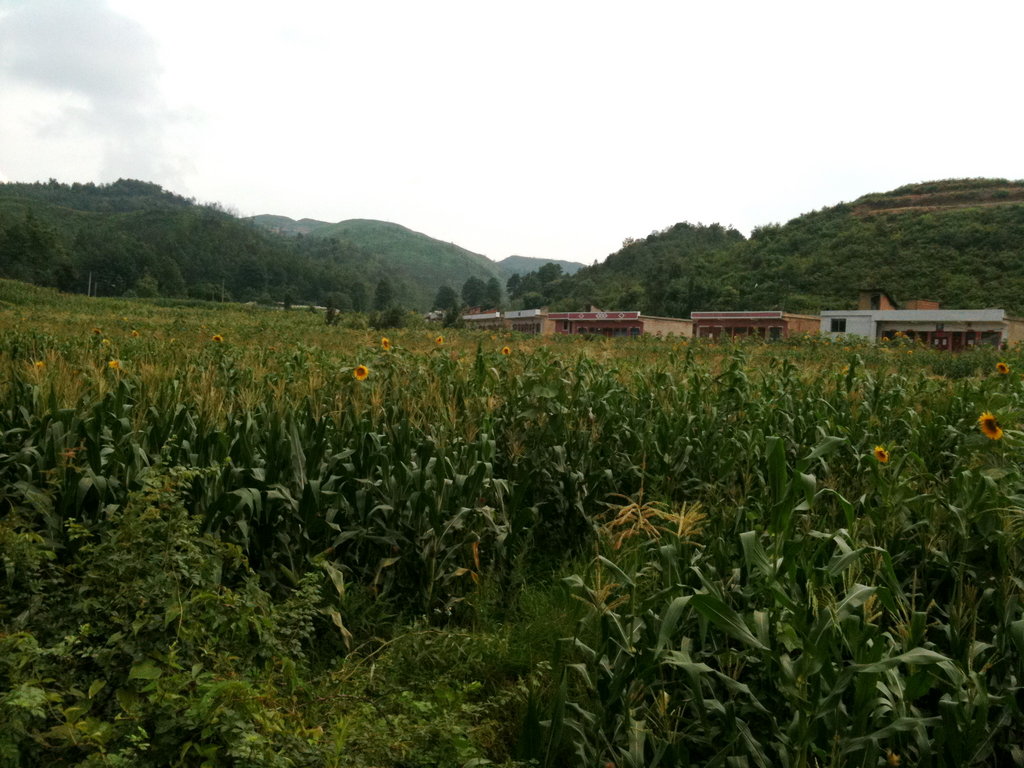 Train and link-up Chinese small-scale farmers - GlobalGiving