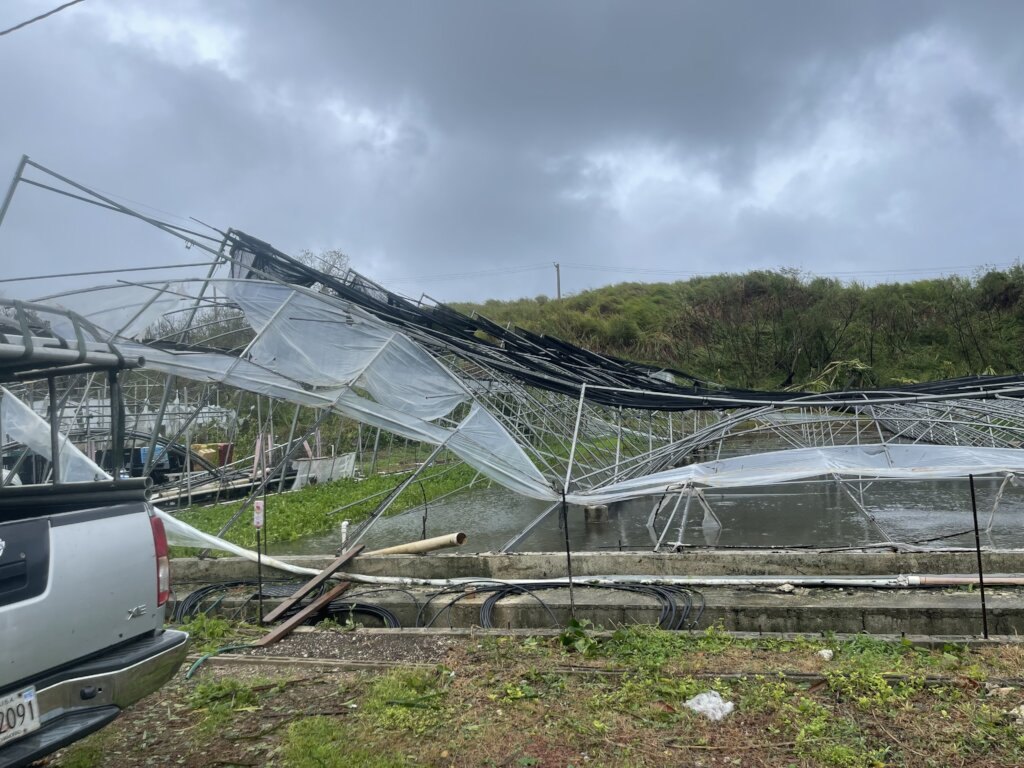 Recovery Efforts- Guam Farmers from Super Typhoon - GlobalGiving