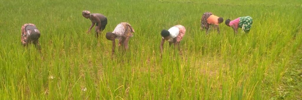 SUSTAINABLE AGRICULTURAL DEVELOPMENT PROJECT - GlobalGiving