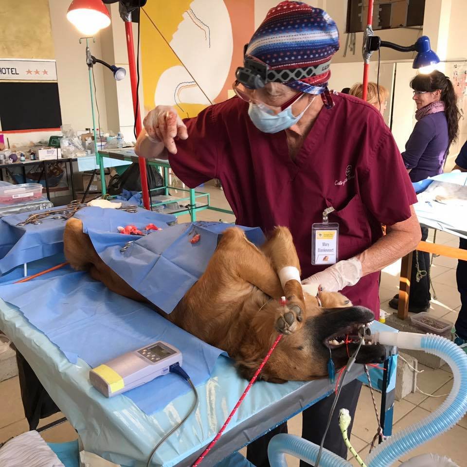 Spay & Neuter street dogs of Huanchaco, Peru - GlobalGiving