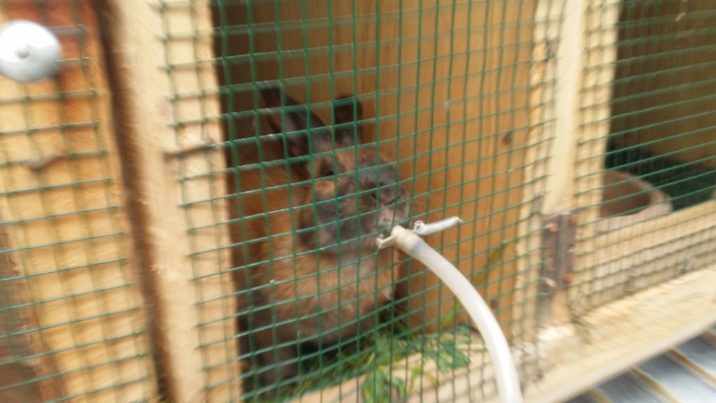 A rabbit breeding farm for youth in Uganda - GlobalGiving