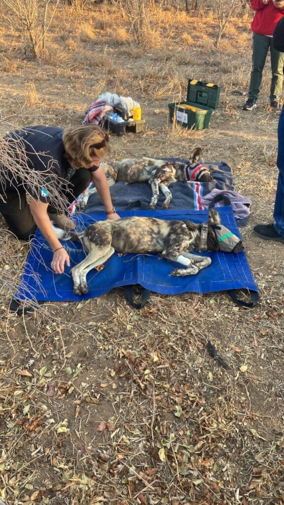 Reports on Wildlife research collars - GlobalGiving