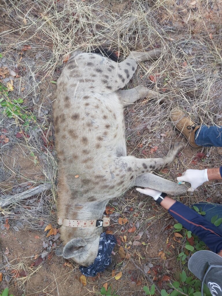 Wildlife research collars - GlobalGiving