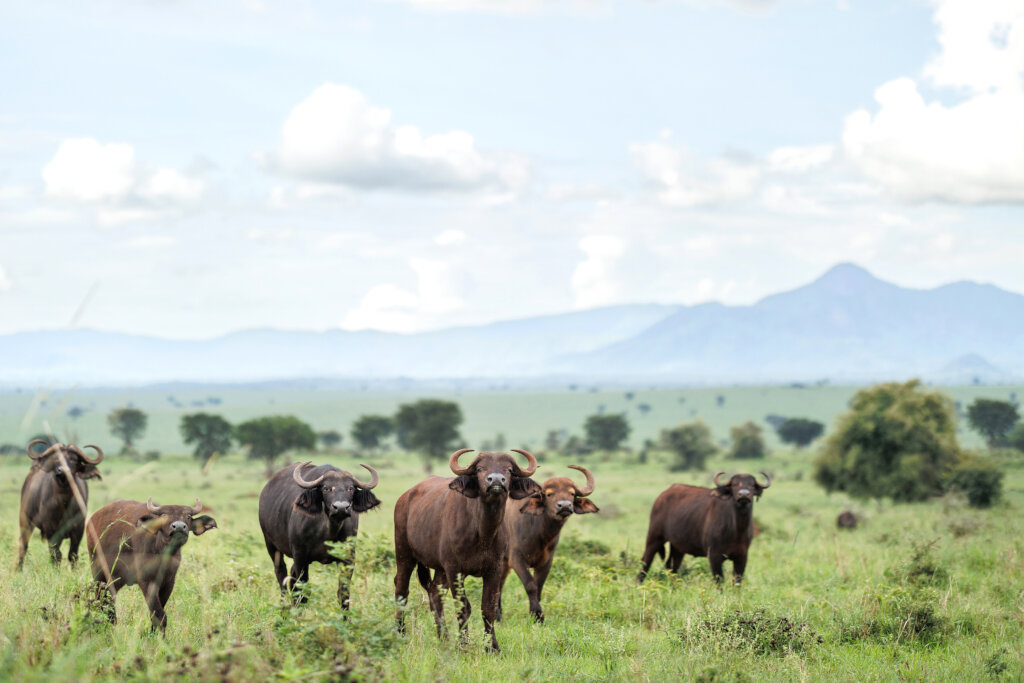 Donate to STRENGTHENING COMMUNITY CONSERVATION IN UGANDA - GlobalGiving