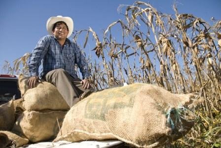 Increase family income of 50 Mexican farmers - GlobalGiving