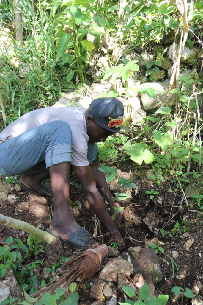 Plant Food Trees for Climate and Hunger - GlobalGiving