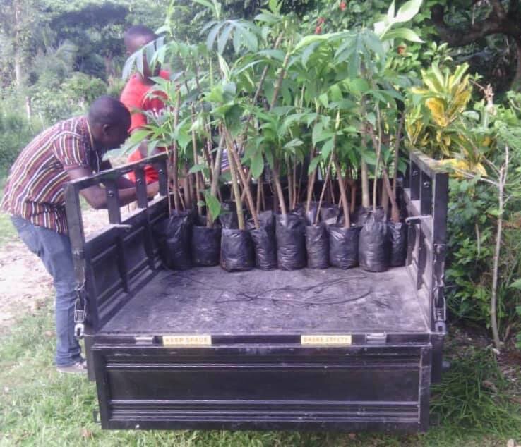 Plant Food Trees for Climate and Hunger - GlobalGiving