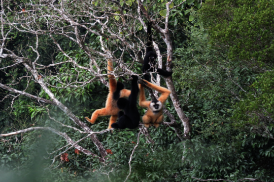 Restore Habitat for Cao Vit Gibbons - GlobalGiving