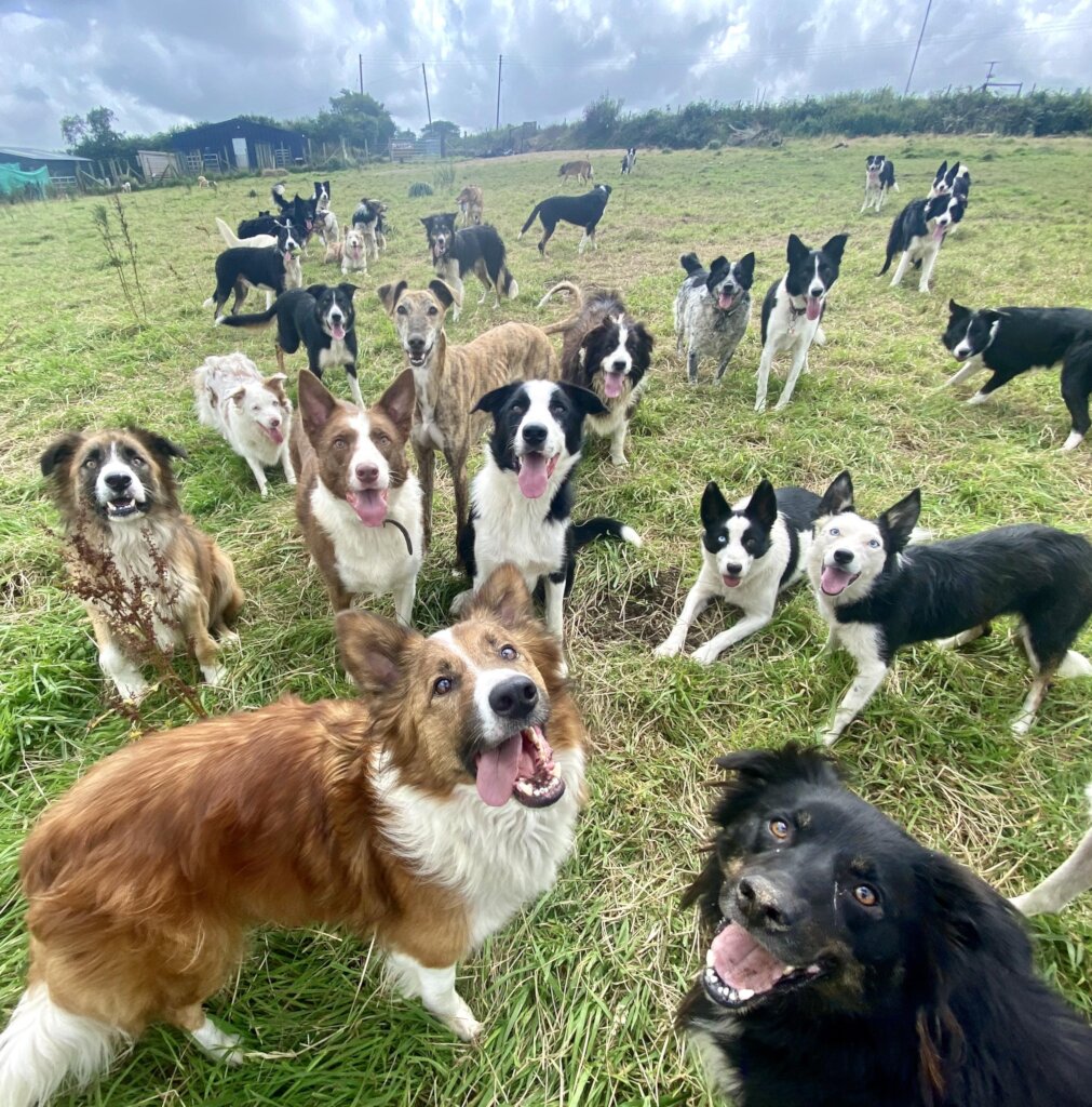 Collie Bedroom Barn Renovation - GlobalGiving