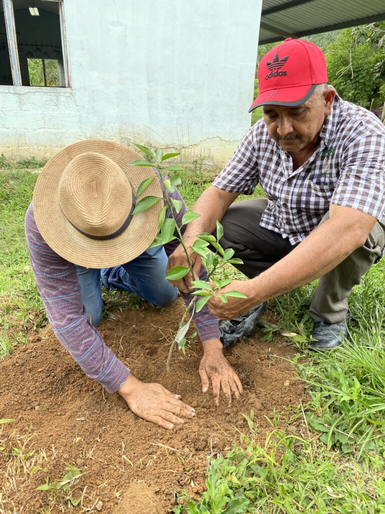 Reforestation for rural livelihoods in Honduras - GlobalGiving