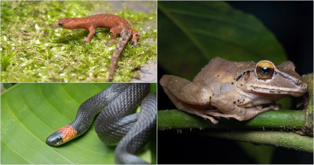 Reports on Saving a Critical Wetland for Endangered Frogs - GlobalGiving