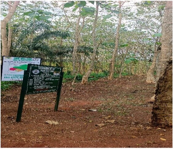 Reports on Trees for Peace - GlobalGiving