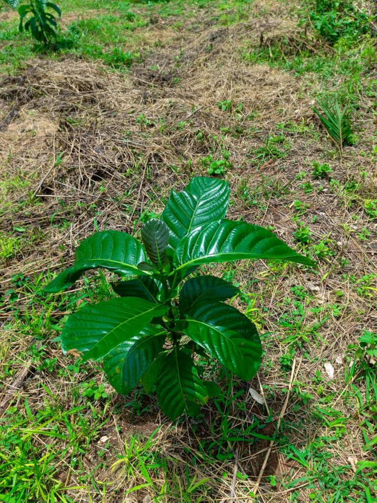 Trees for Peace - GlobalGiving