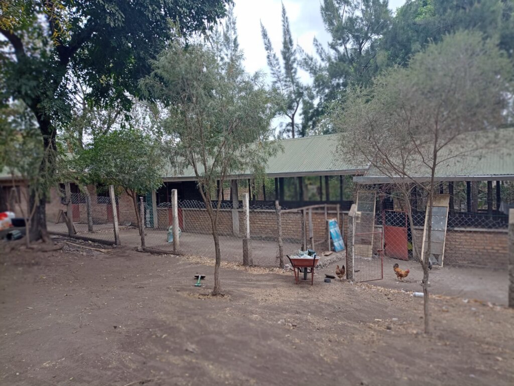 Feathers of Hope: Empowering by Poultry Farming - GlobalGiving