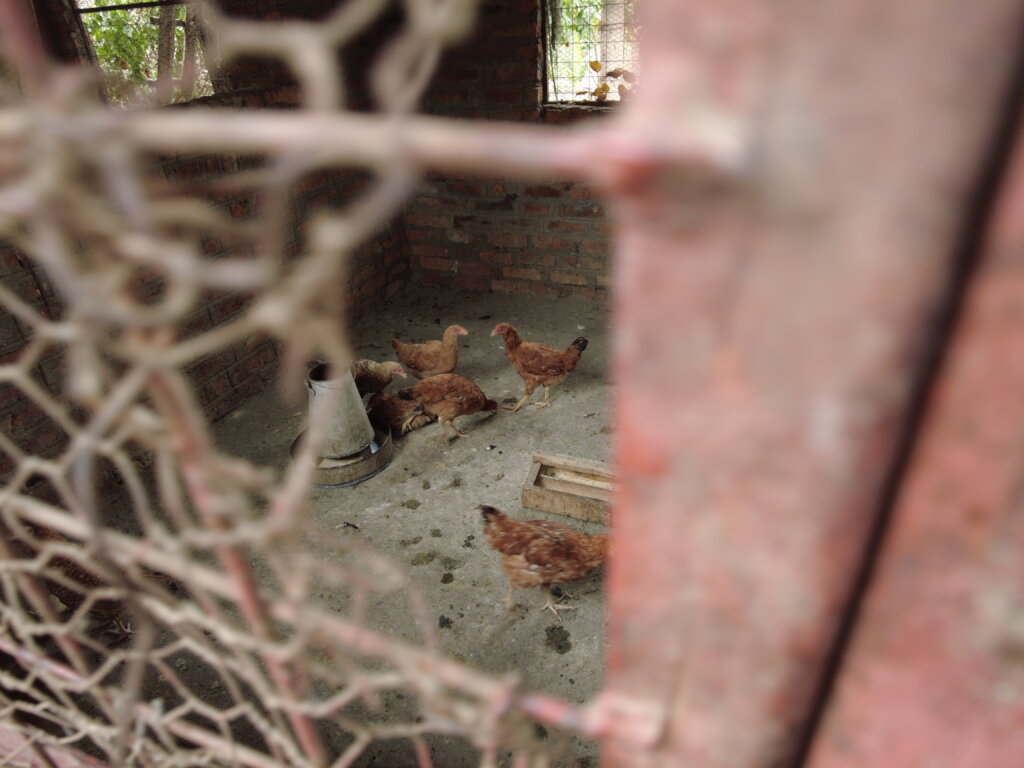 Feathers of Hope: Empowering by Poultry Farming - GlobalGiving