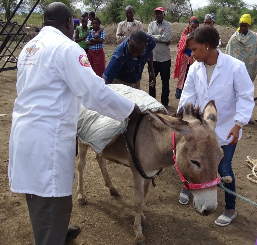 Give a Gift to Improve Working Animals' Lives - GlobalGiving