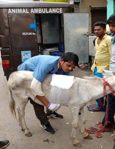 Give a Gift to Improve Working Animals' Lives - GlobalGiving